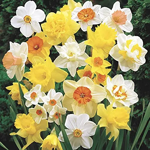 Best Daffodils for Naturalizing - 2026 Reviews