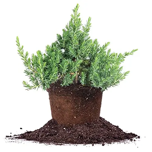 Best Evergreen Shrubs for Containers - 2026 Reviews